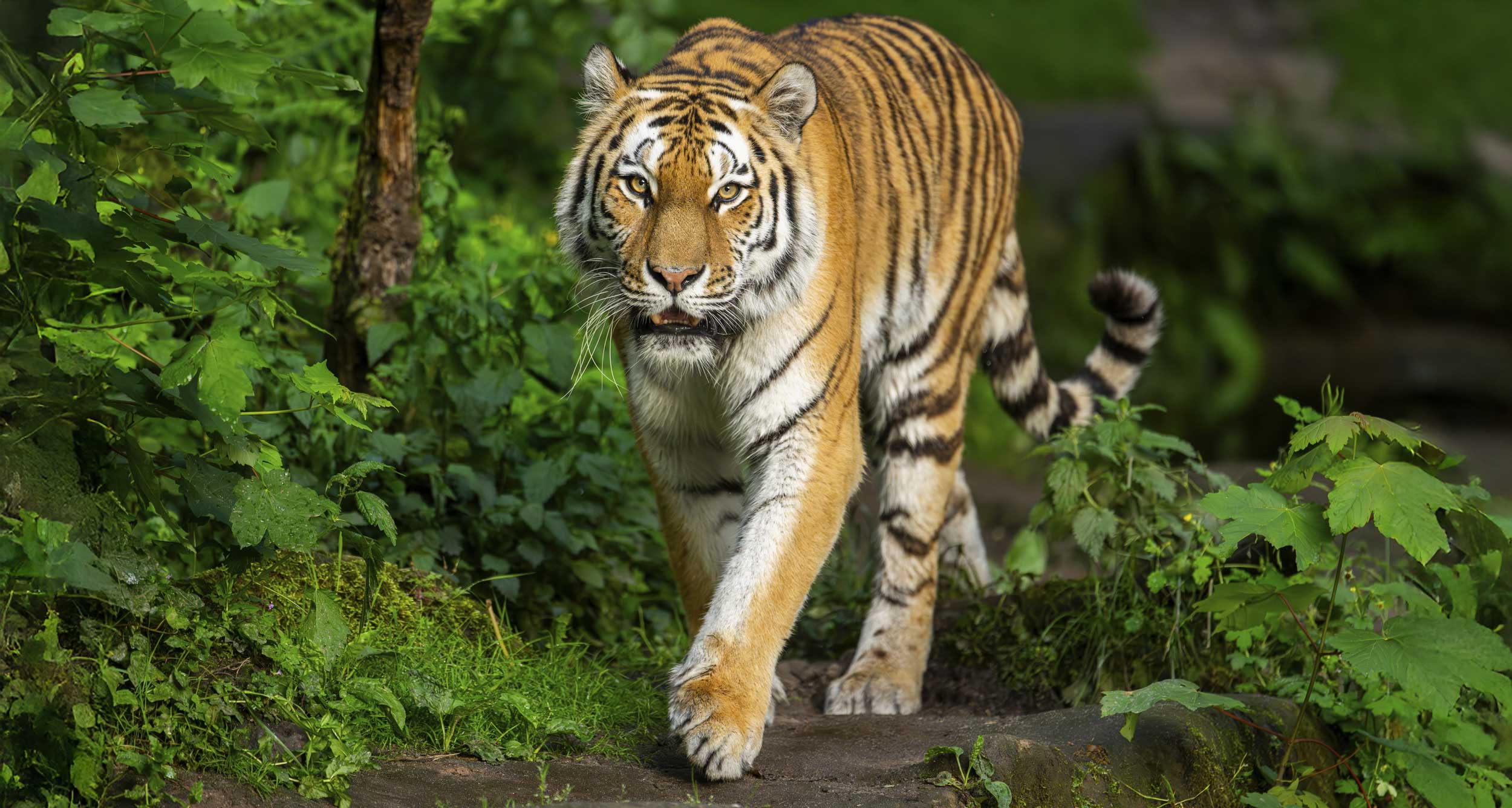 Designed for your world - TYM